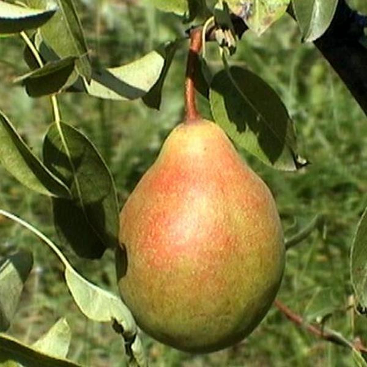 Pyrus Communis 'Charneux' - Poirier 'Charneux' - Arbre Demi tige pot ...