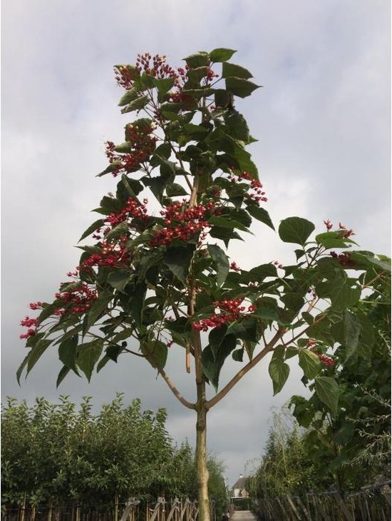 bol.com | Pindakaasboom - ‘Clerodendrum trichotomum’ 200 - 300 cm ...