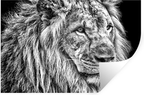 Muurstickers - Sticker Folie - Portret - Leeuw - Zwart wit - 60x40 cm - Plakfolie -... | bol