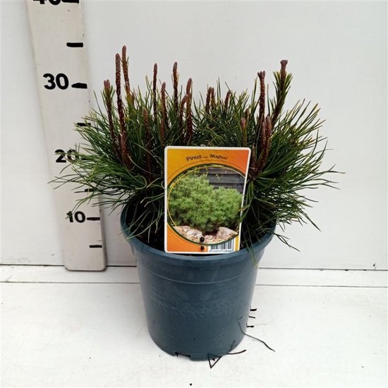 Pinus mugo mugo - 3 liter pot -.5 20-25 cm | bol