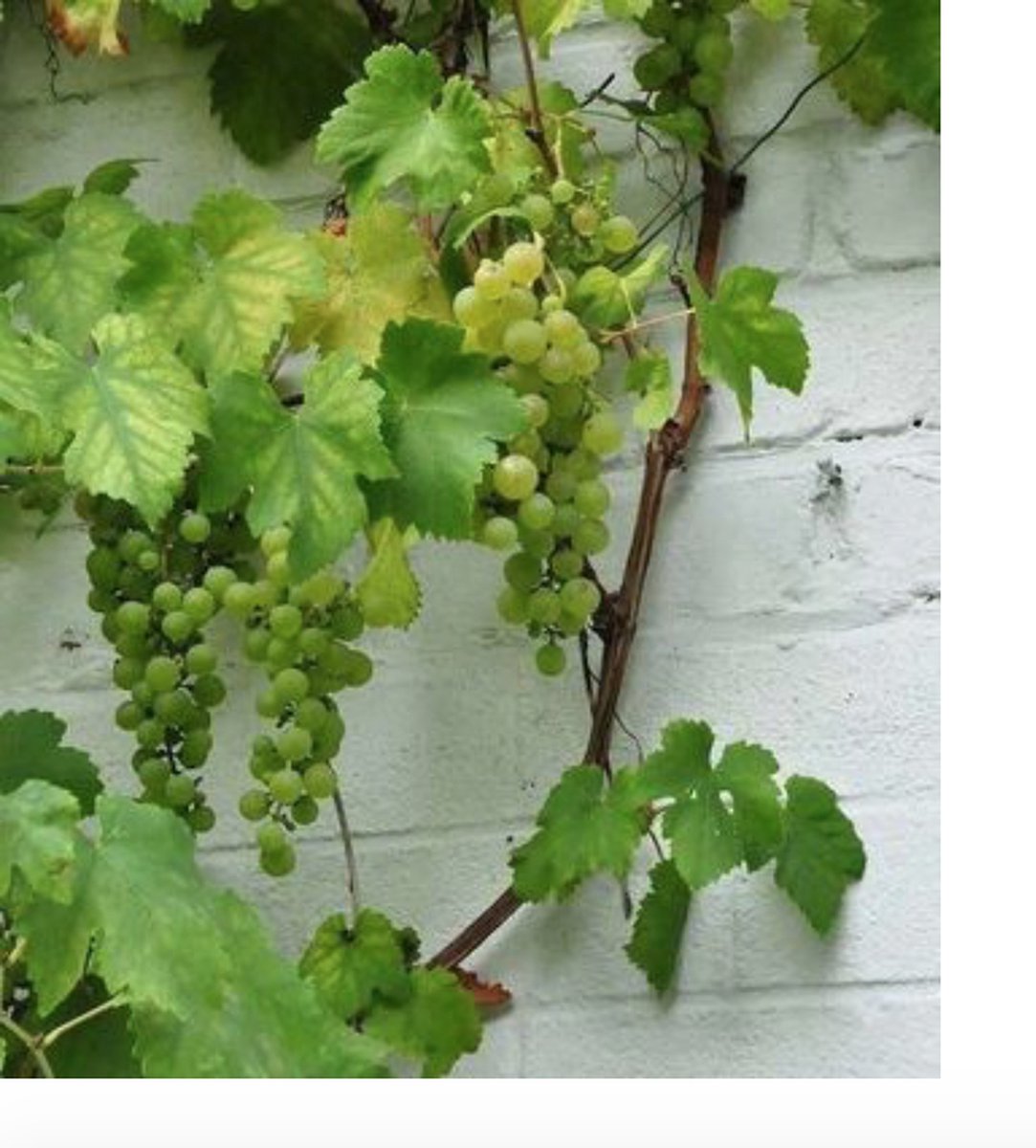 Vitis vin. 'Vroege van der Laan' (chasselas doré) - Druivelaar 50-60 cm ...
