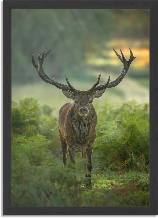 Poster Edelhert In Het Bos Rechthoek Verticaal Met Lijst M (30 X 40 CM ...