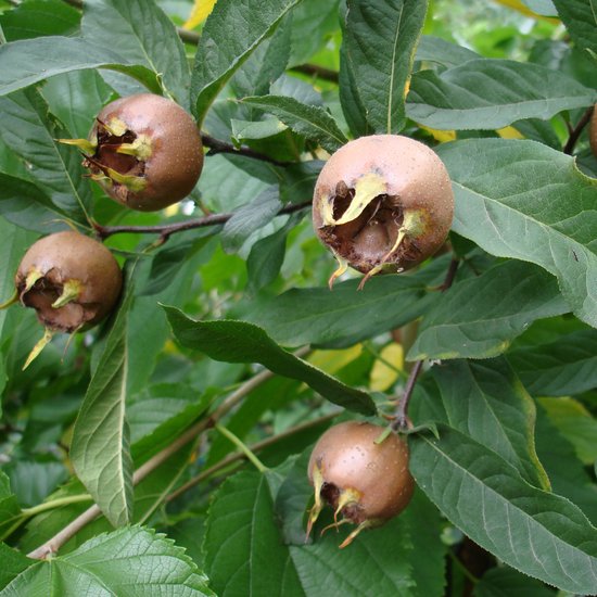 MESPILUS GERMANICA - Mispel Struik in pot | bol