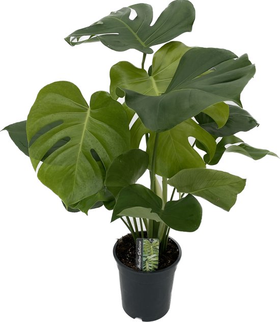 Monstera - Deliciosa - plant - kamerplant - groen - groot - gatenplant ...