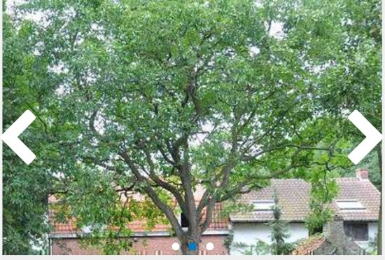 25 x Juglans regia - Gewone walnoot/Okkernoot 40- 60 cm blote wortel | bol