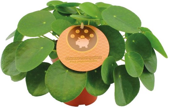Groene plant – Pannenkoekenplant (Pilea Peperomioides) – Hoogte: 30 cm ...