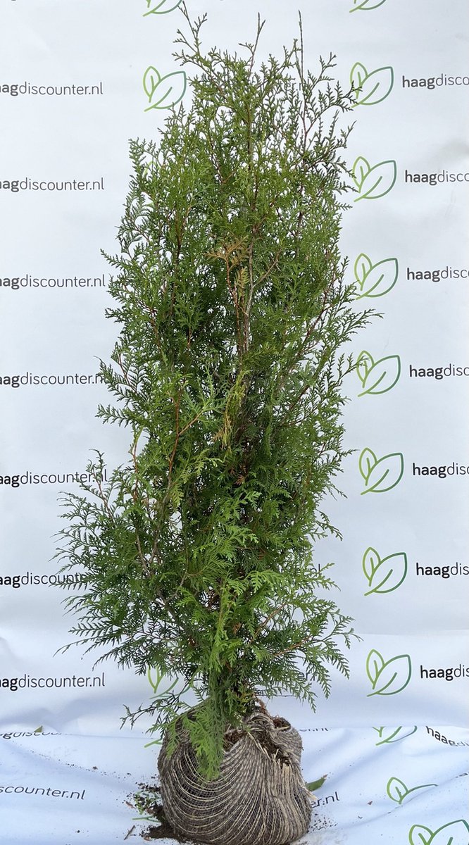 Thuja Brabant - Thuja Occidentalis 'Brabant' - 160 - 180 cm hoog ...