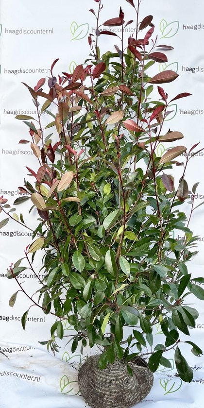 Glansmispel - Photinia Red Robin - 60 - 80 cm hoog - Gezonde haag ...
