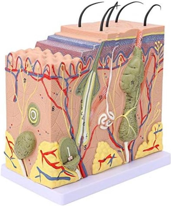 Anatomie Model - Anatomisch Model | bol