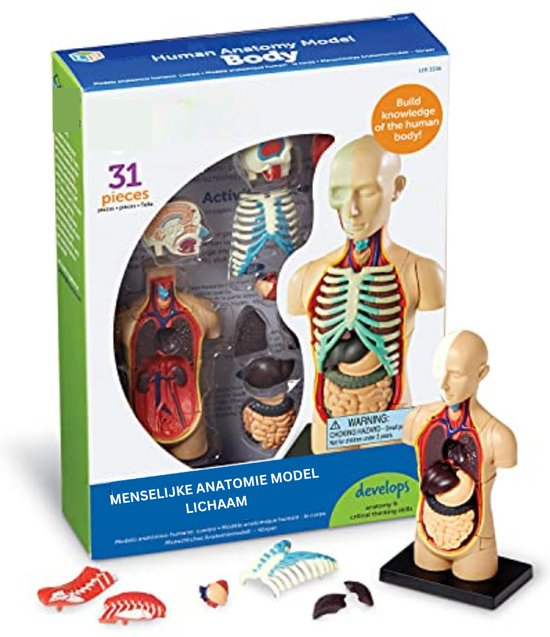 Anatomie Model - Anatomisch Model - Anotomie Torso | bol