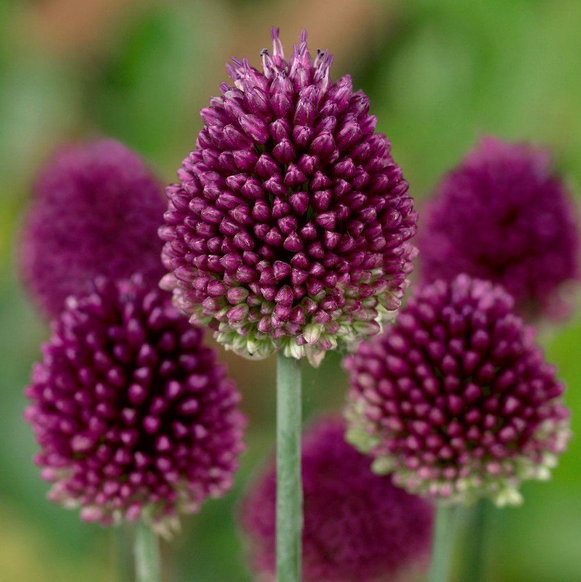 Allium Sphaerocephalon 50 stuks - sierui - alliums | bol.com