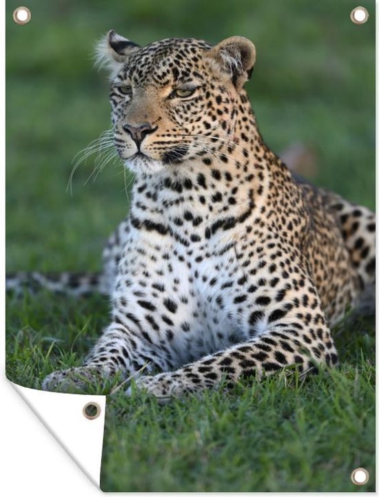 Décoration murale extérieure Panthère - Motifs - Savane - 120x160 cm ...