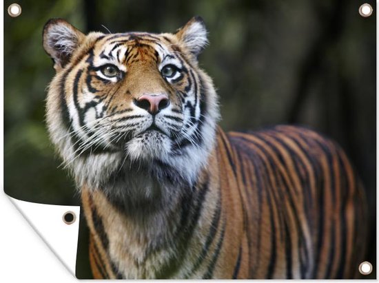 Tuin decoratie Tijger - Jungle - Vacht - 40x30 cm - Tuindoek | bol.com