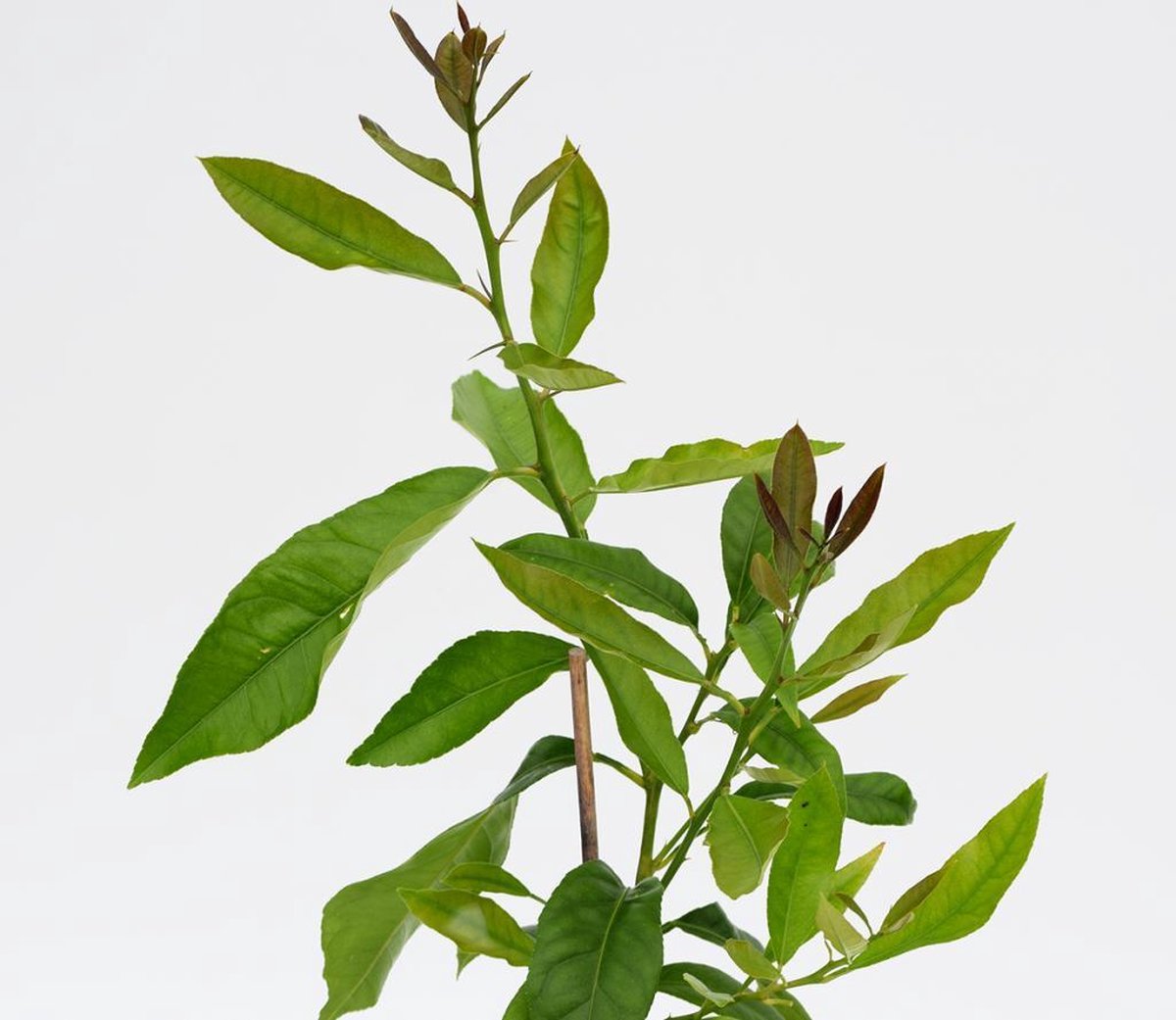 Citrus limon 'Citroen' Citroenplant, 2 liter pot, +60cm | bol.com
