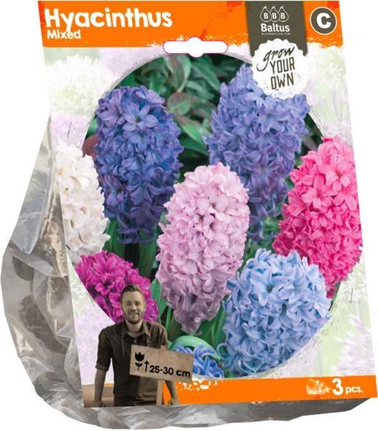 Hyacinthus Mixed (Sp) per 3 | bol.com