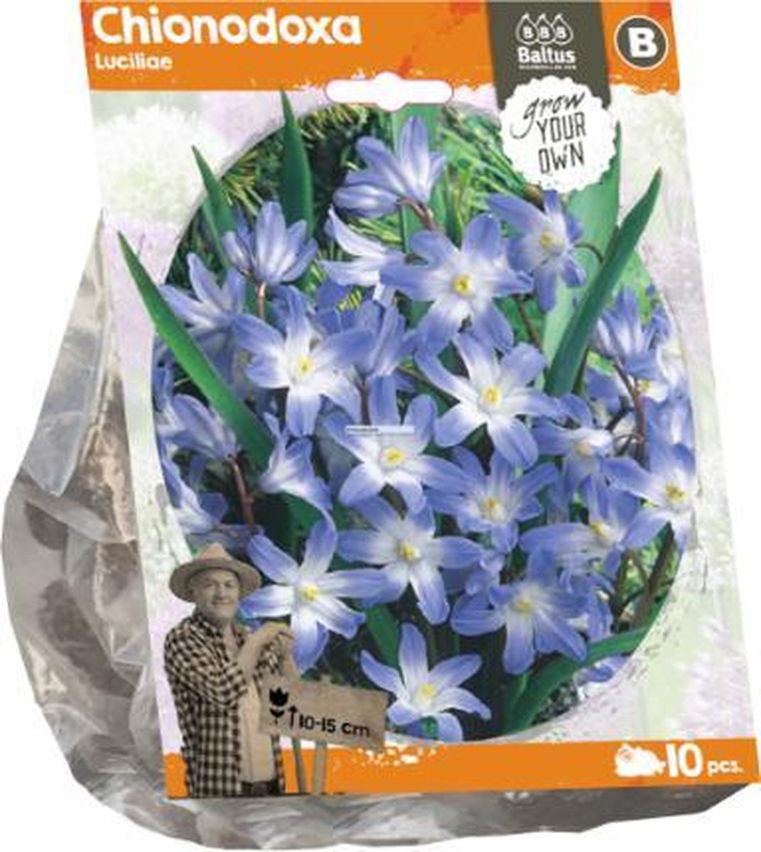 Chionodoxa Luciliae (Sp) per 10 | bol