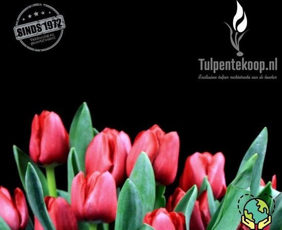 48 Tulpenbollen Deluxe geschenkpakket 4 + Tilly Tulp Knuffel XL - Tulip ...