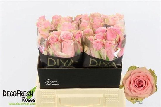 20x Rosa tango 40cm | bol