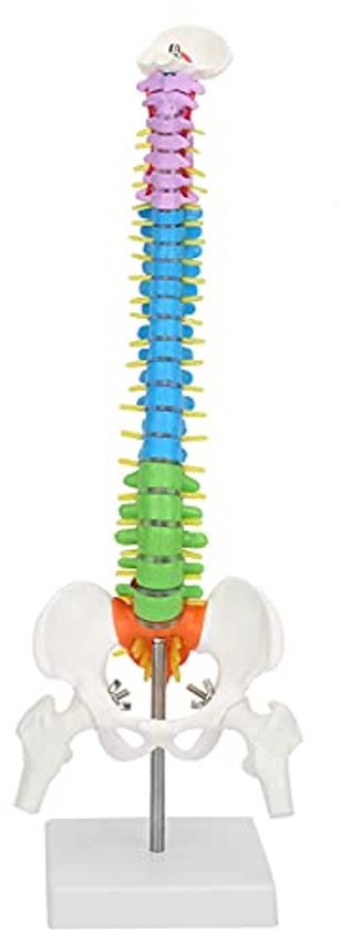 Life-size, flexible anatomical human spine model with full nerves ...