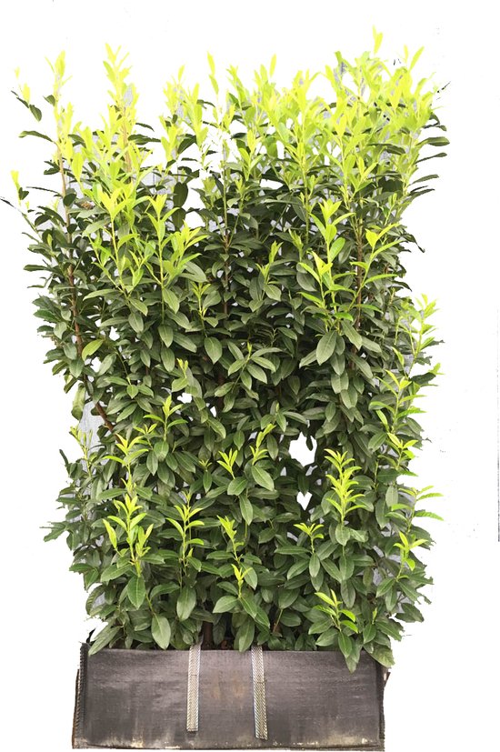 3 stuks | Laurier Genolia ® Kant-en-klaar Hagen 180-190 cm Kant-en ...