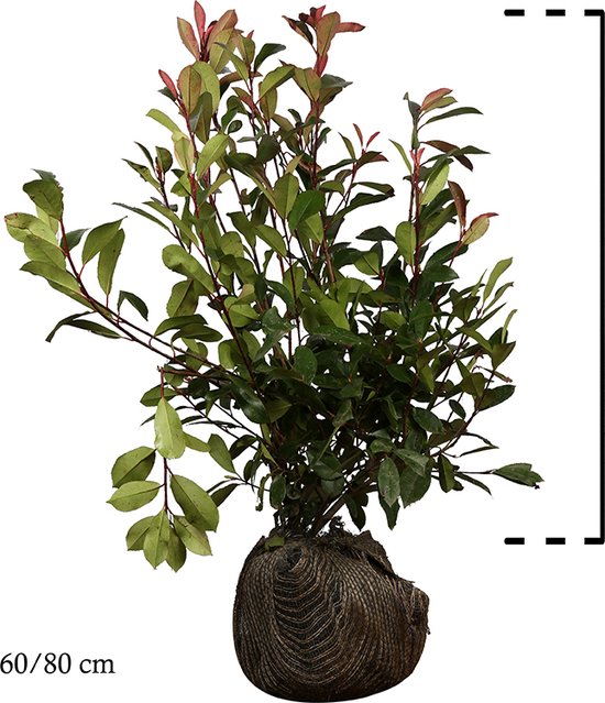 Set van 10 | Glansmispel 'Red Robin' Kluit 60-80 cm - Bloeiende plant ...