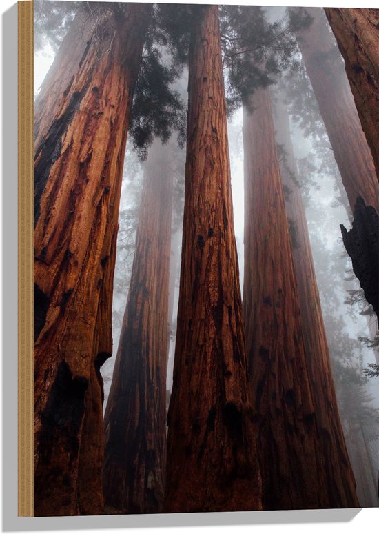 WallClassics - Hout - Hele Hoge Bomen in Mistig Bos - 40x60 cm - 12 mm ...