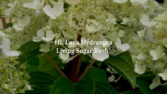 Hydrangea Living Sugar Rush® - 4 stuks - Voordeelverpakking | bol.com