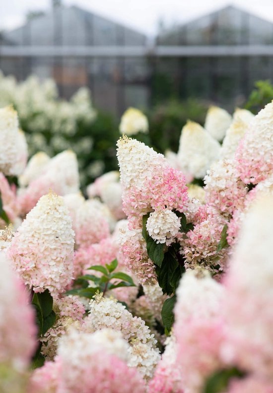 Hydrangea Living Strawberry Blossom® - 4 stuks - Voordeelverpakking | bol