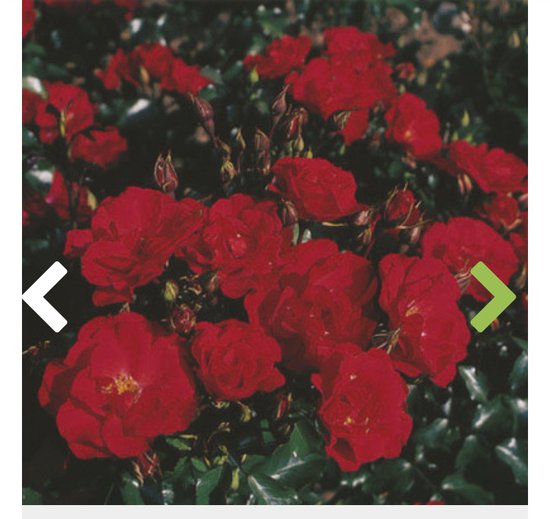 Rosa 'Rotilia' adr 2002® - FLORIBUNDA 'ROTILIA', STRUIKROOS IN POT | bol