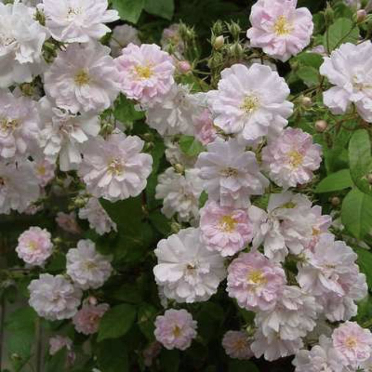 Rosa 'Paul's Himalayan Musk Rambler' - Rambler, Roos in pot | bol