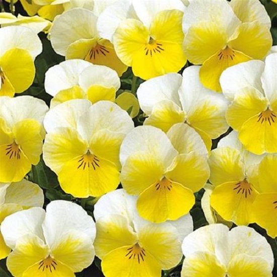 Viool Viola x Cornuta F1 Primrose | bol.com