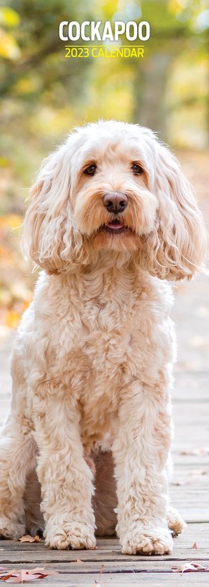 Cockapoo Kalender 2023 Slimline | bol.com