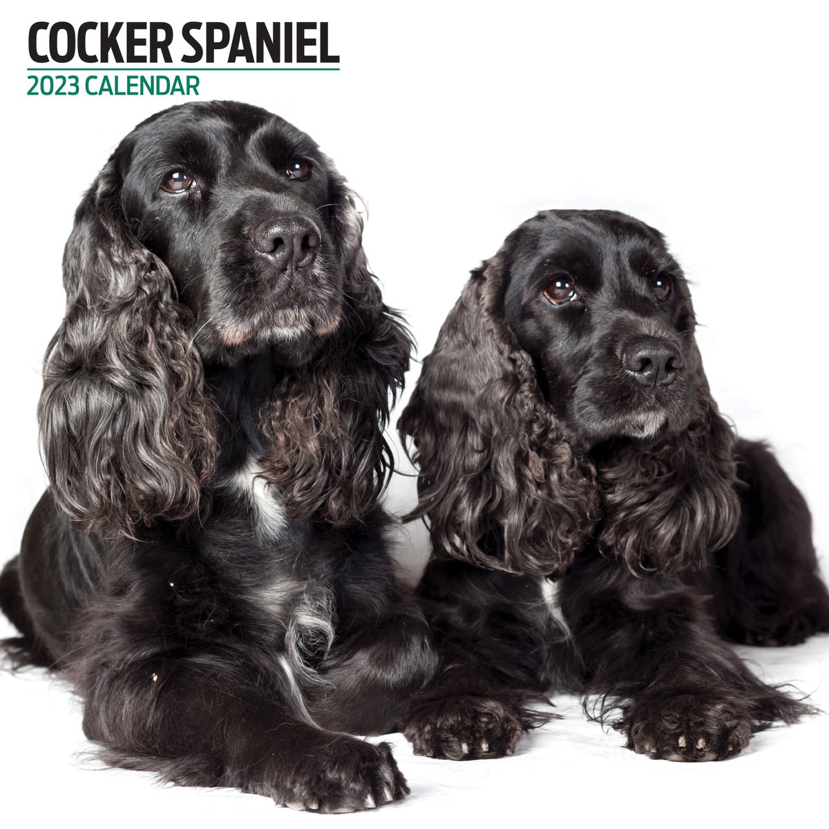 Cocker Spaniel Kalender 2023 Modern | bol.com