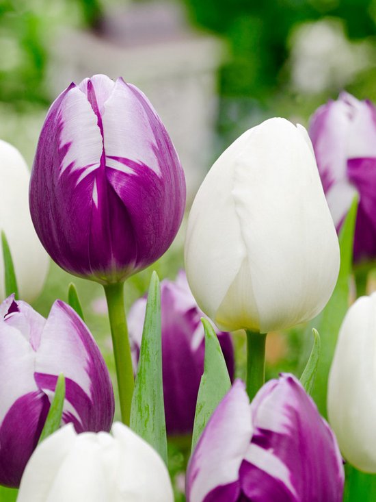 80x Tulpen 'Flaming flag & white flag gemengd' - BULBi® Bloembollen met ...