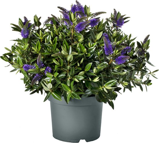 Addenda® Hebe Donna blauw/paars – ↨ 50cm – ⌀ 23cm | bol.com