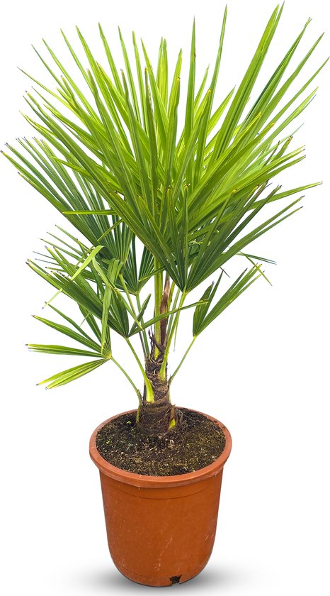 Sunnytree - Palmboom - Trachycarpus fortunei - Winterharde Palmboom ...