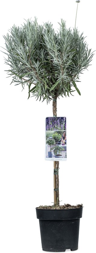 Lavendel op stam - Lavandula angustifolia Munstead - Totale hoogte 85cm ...