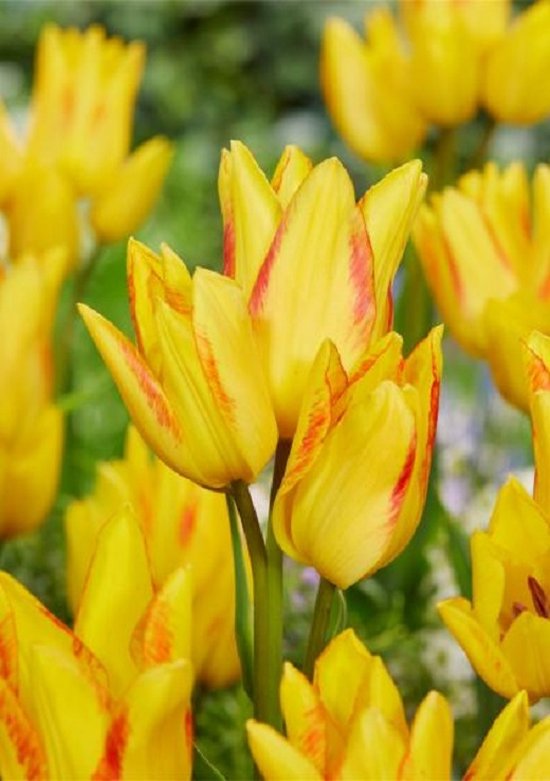 40 Tulp Royal Georgette | bol.com