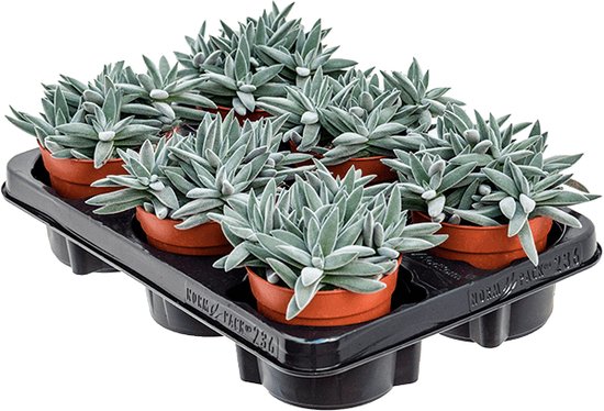 Crassula mesembryanthoides Tenelli 6tray 17cm - 6 stuks | bol