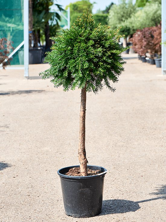 Taxus baccata Stam 125cm | bol