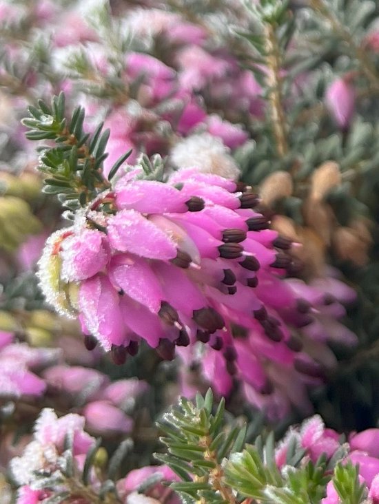 Winterheide Roze - 10 Stuks - Erica carnea 'Wintersonne' - P9.5 - Plant ...