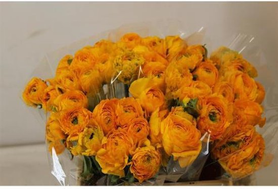 DutchFlowers - Boeket - 10x Buttercup cl pon pon luna 40cm | bol