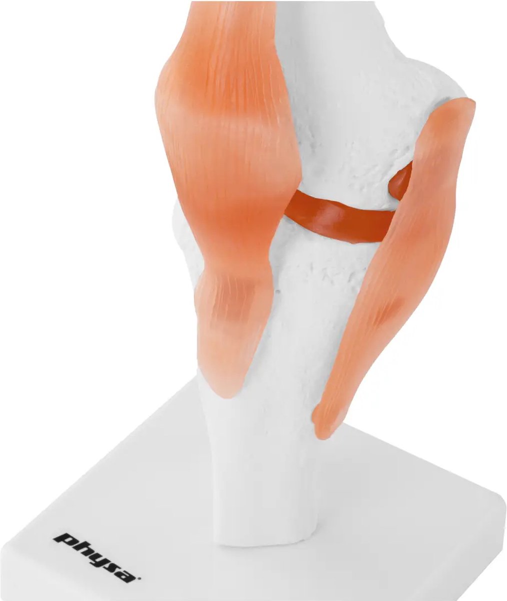 Physa Anatomisch model knie | bol