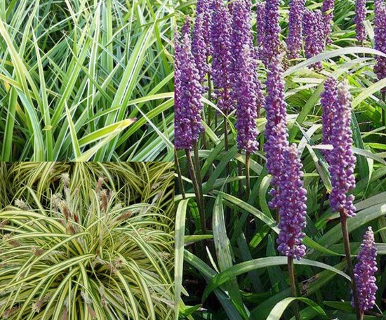 Borderpakket siergrassen groenblijvend 9 planten (1m2) P9 Pot (9x9x10 ...