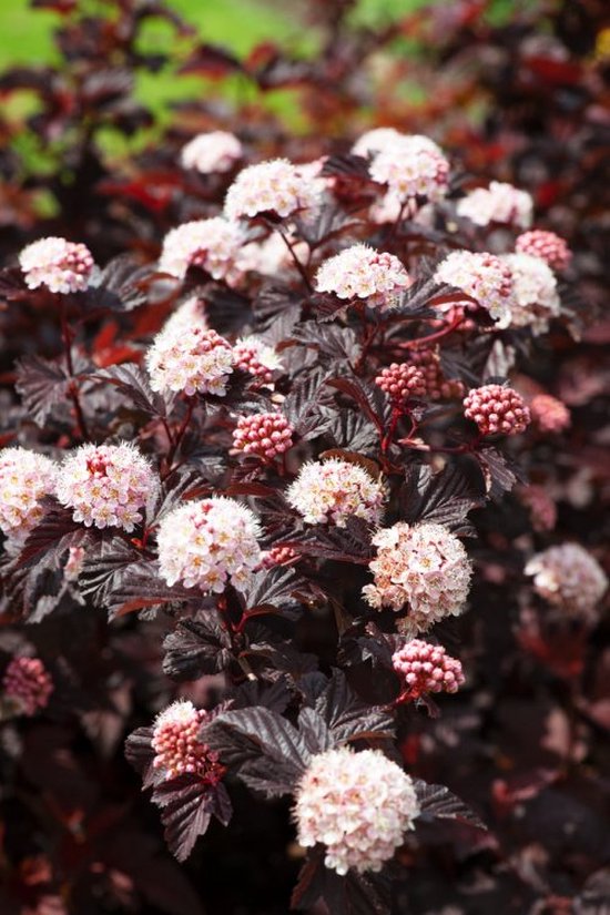 Physocarpus Lady In Red Plant