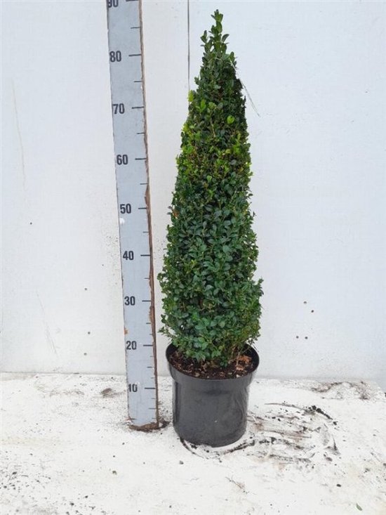 Buxus sempervirens - 7 liter pot -.5 70-80 cm Piramide80 | bol