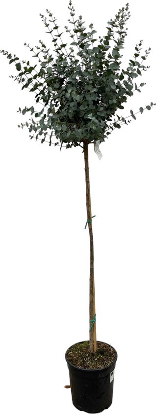 Eucalyptus op stam | bol