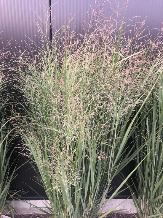 12x Vingergras (Panicum virg. 'Heavy Metal') | bol