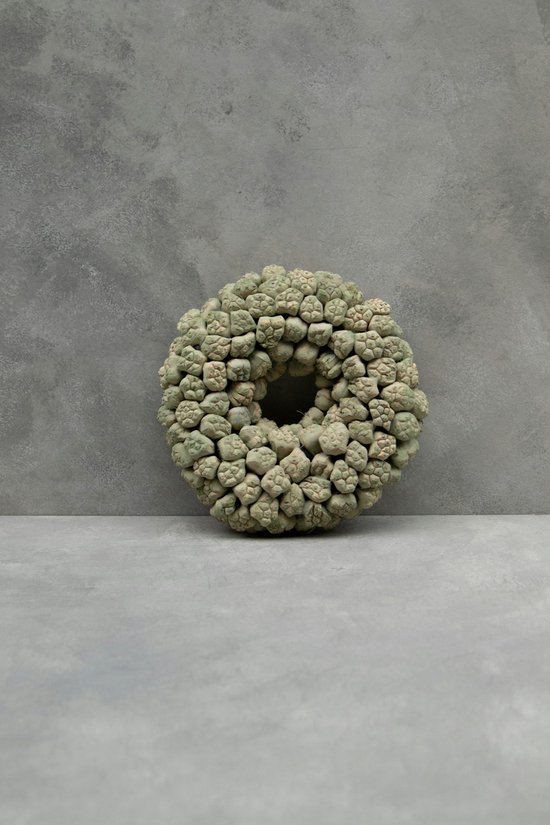 Couronne - Krans 'Kiya Fruit' (Green sage, 30cm) | bol