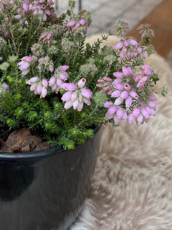 Heide Dopheide Roze - Erica tetralix - Winterharde heideplant - 6 Stuks ...